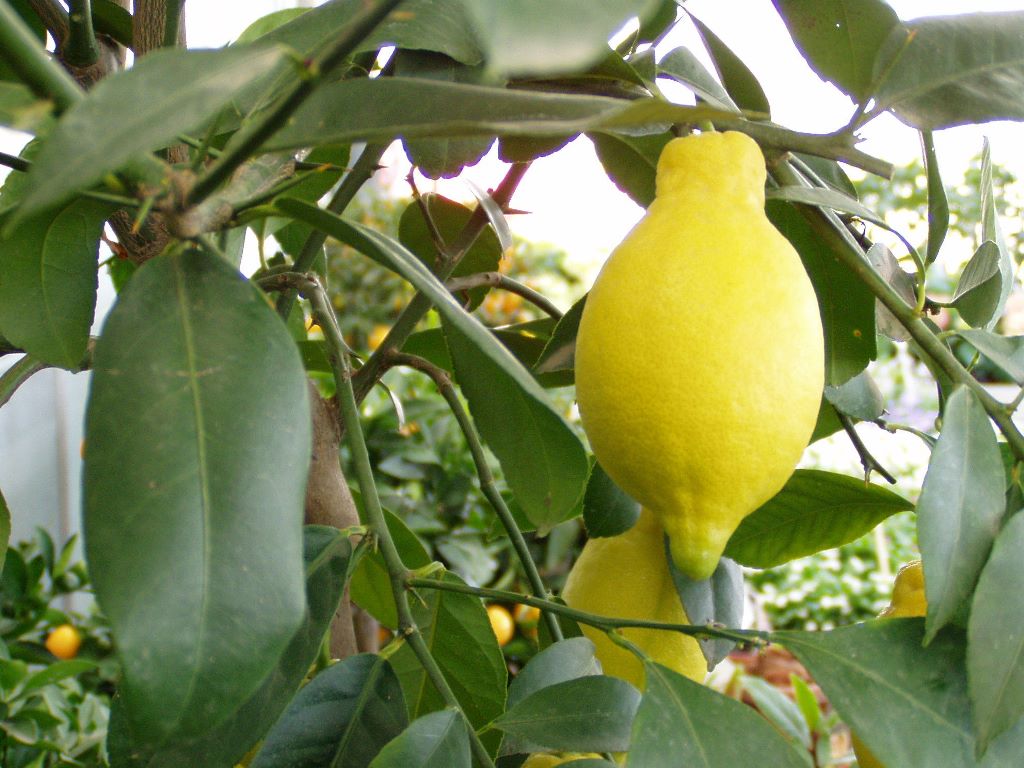 Citrus Citron - Planter - FloraDin A/S