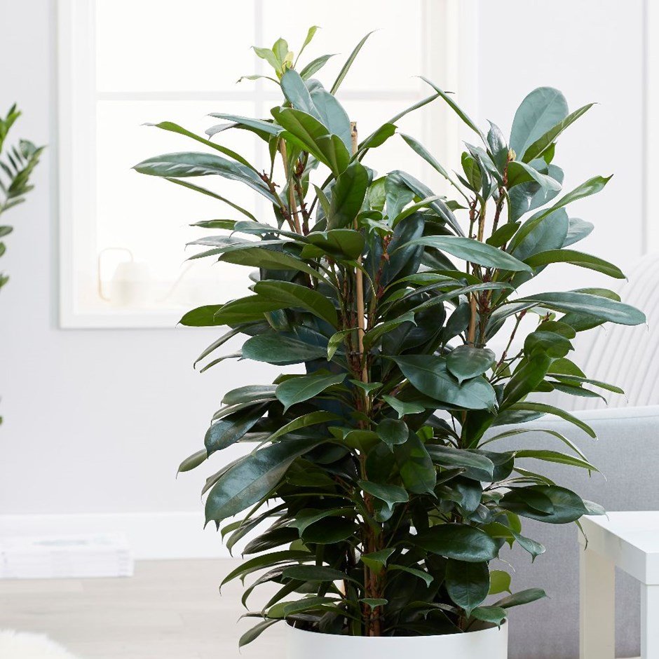 Ficus Cyathistipula Planter FloraDin A S ficus-cyathistipula-planter-floradin-a-s