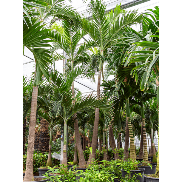 Veitchia (adonidia) merrillii - Planter - FloraDin A/S